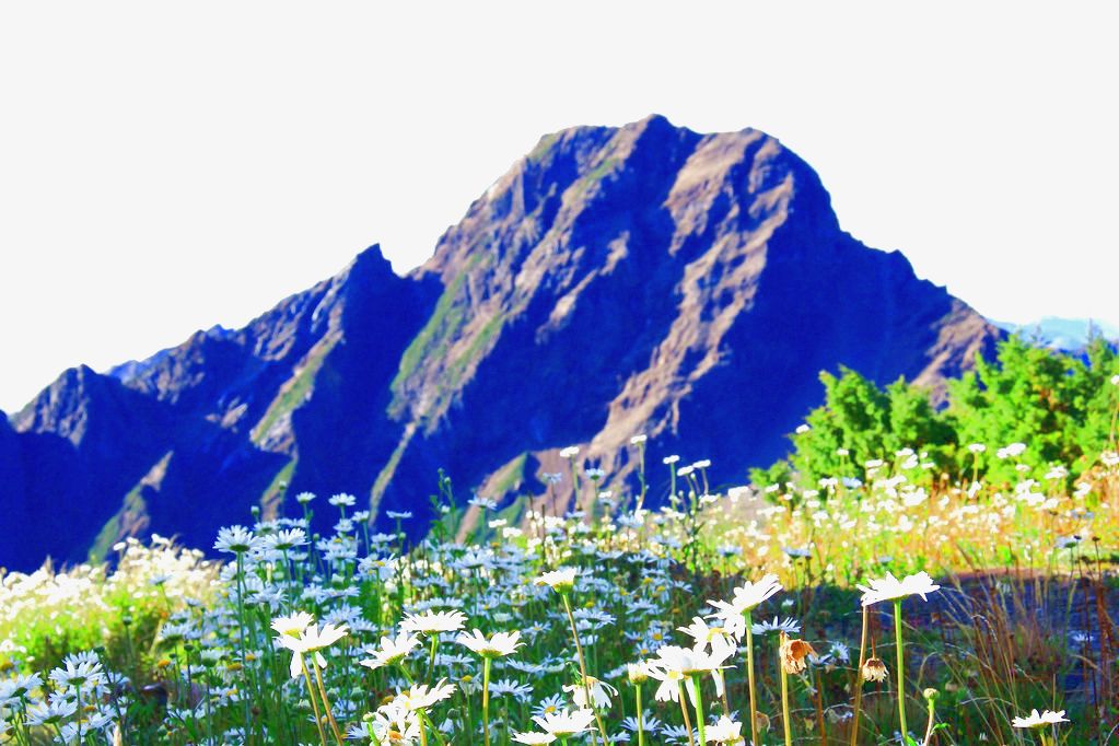 《詩寫台灣》 台灣海拔最高的原生草花 －－玉山薄雪草花 | 銳傳媒